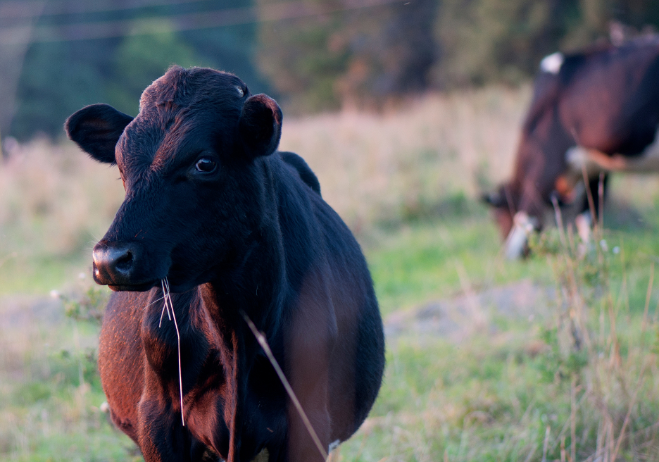 Farm to table Wagyu steak from a family-owned & operated farm